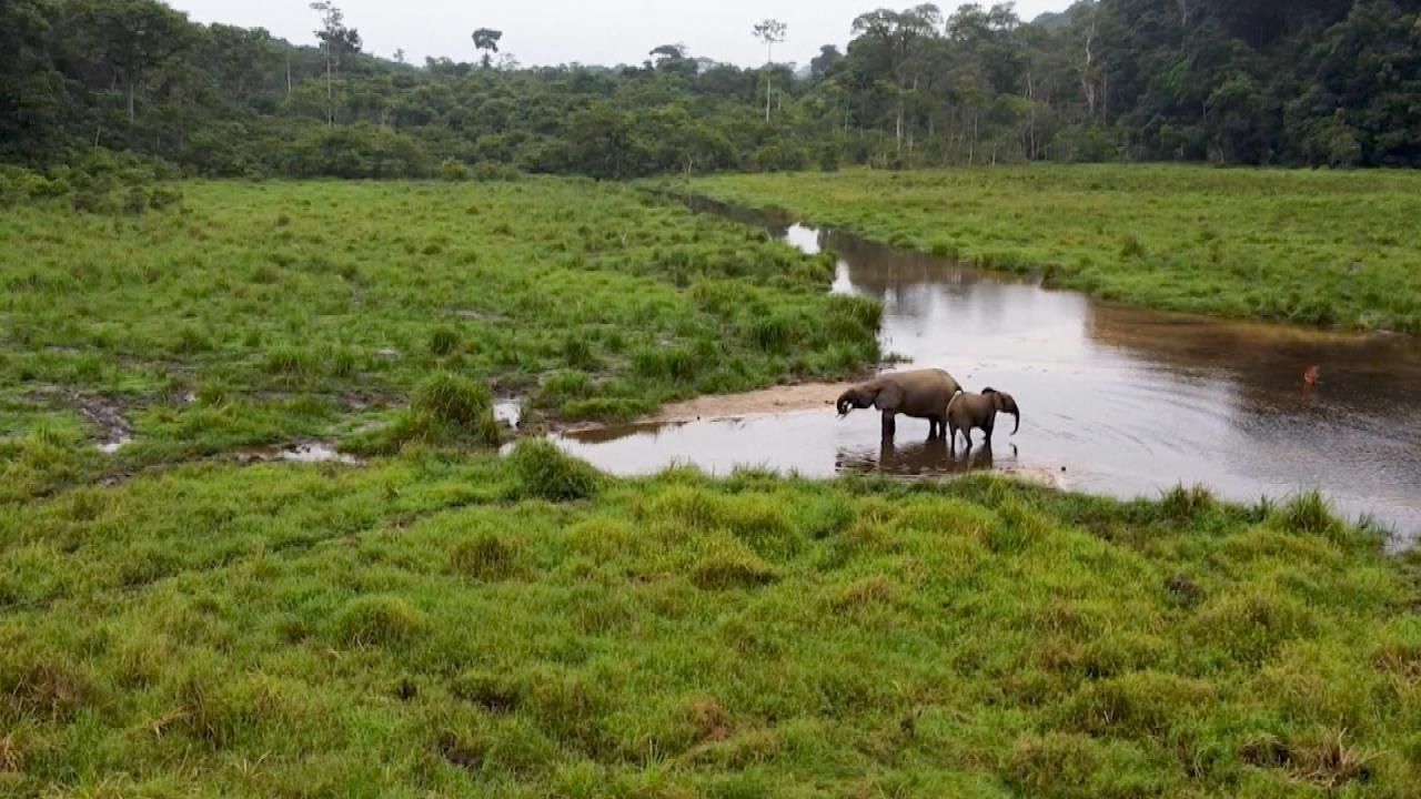 Biodiversity hotspot Gabon offers safe haven to…