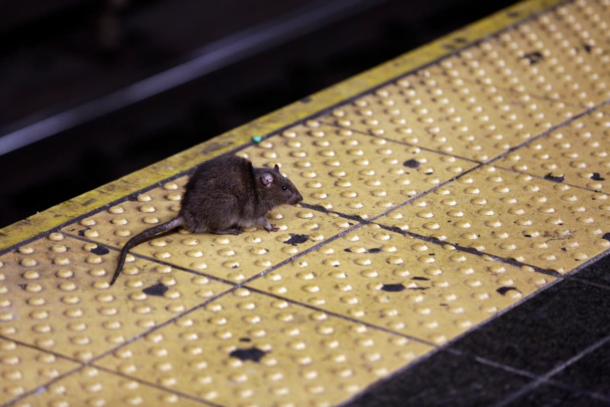 NYC's rat-fighting mayor fined over infestation at own…
