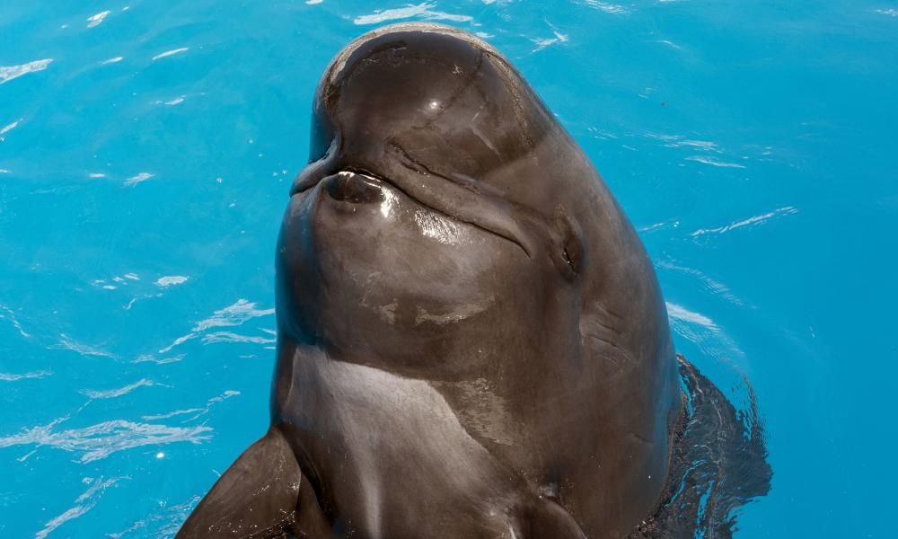 Bubbles, the oldest pilot whale in captivity, dies at…
