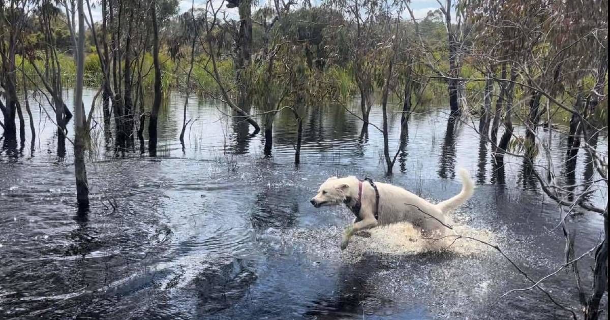 Really good boy Murphy - the Canberra dog who found a…