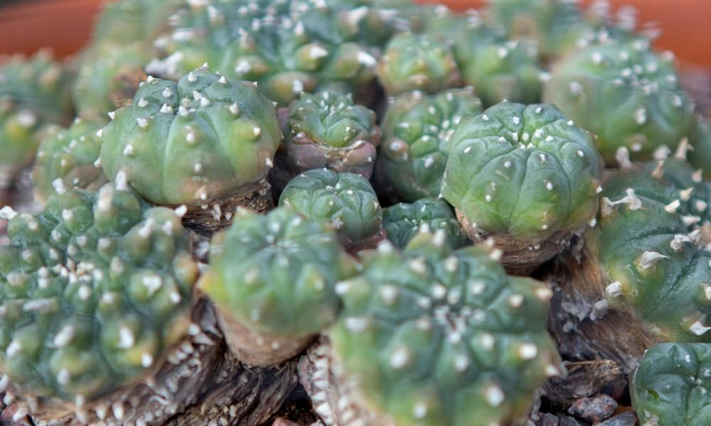 Inside the battle to save the sacred peyote ceremony:…