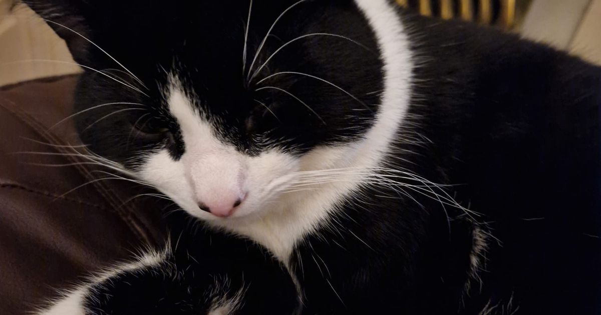 Glasgow mum tells of horrendous injuries after cat…
