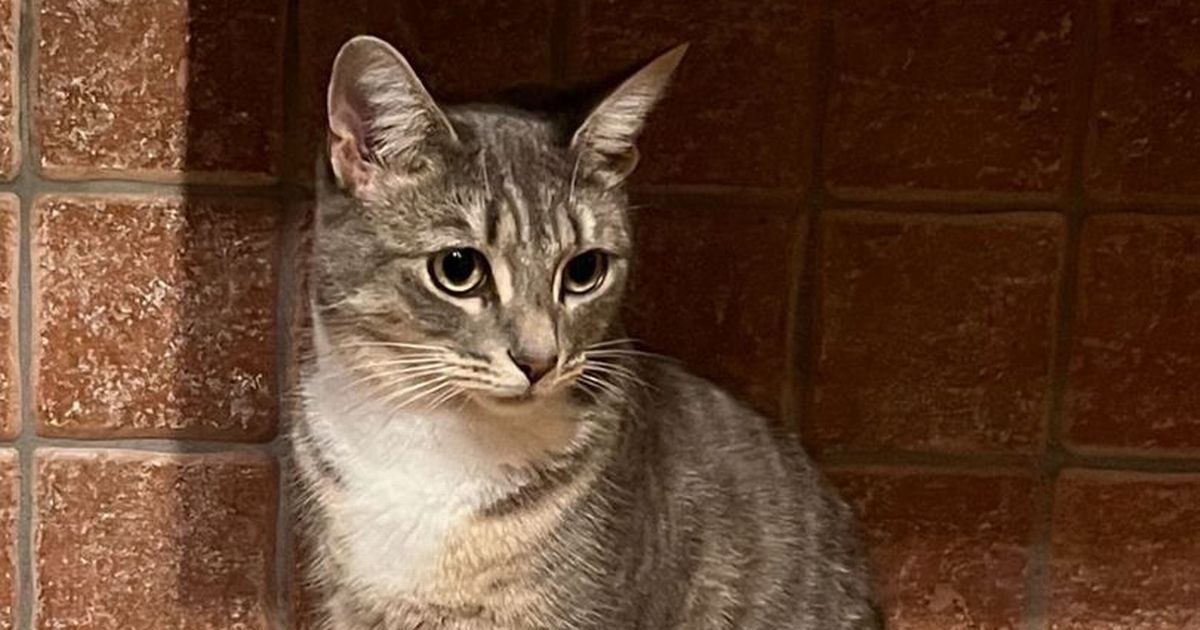 Family left devastated as 'beautiful' cat shot four…