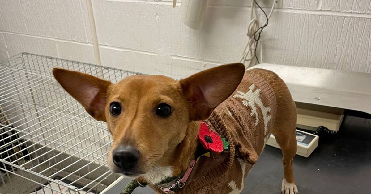 Hunt for owner who punched and kicked dog before…