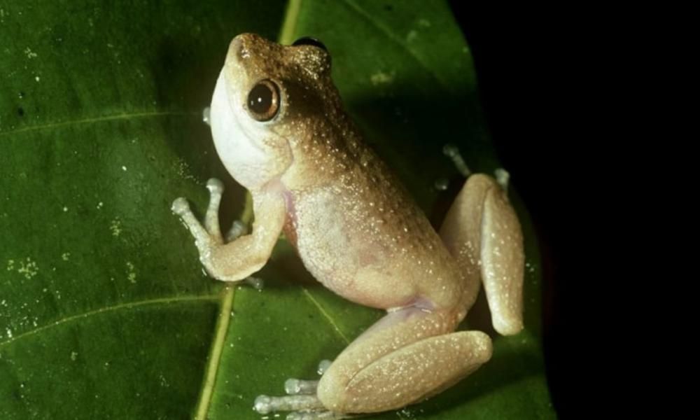 Australia’s mountain mist frog declared extinct as red…