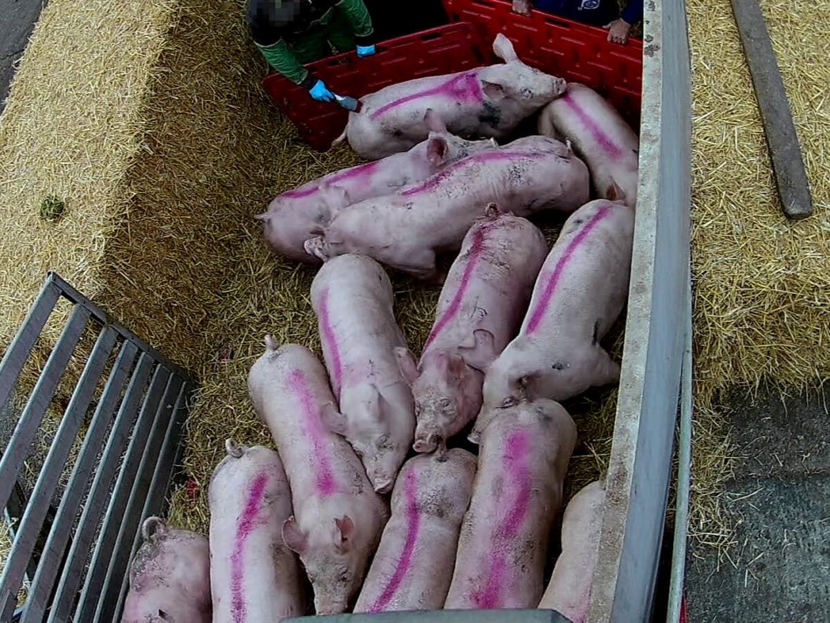 Piglets at RSPCA-backed farms ‘kicked, thrown and…