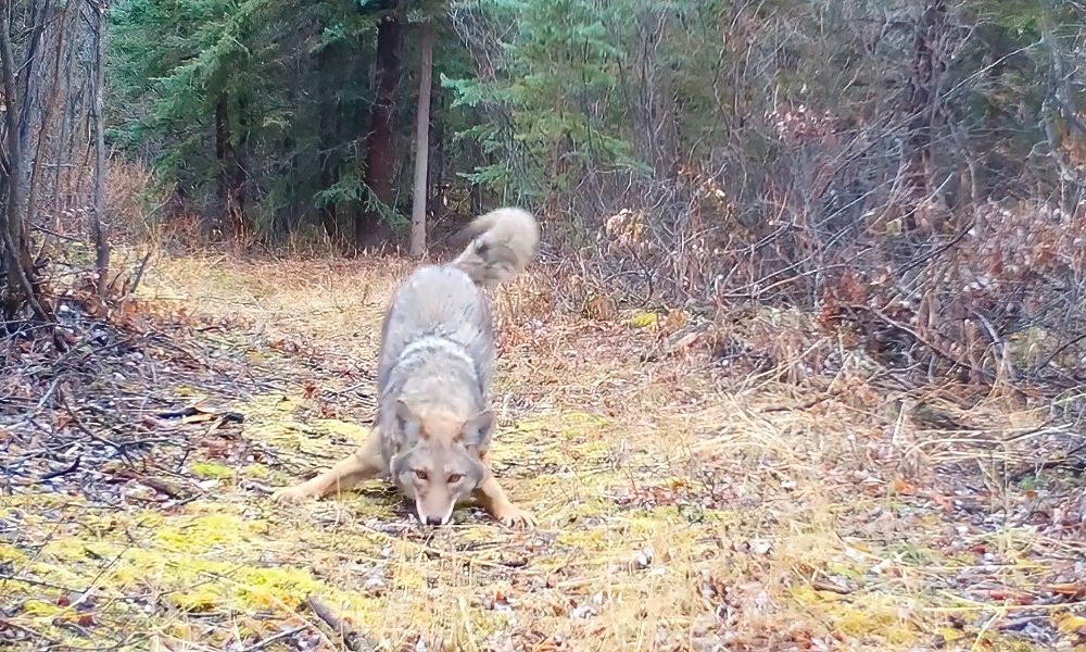 Watch coyote’s ‘animated response’ when it detects…