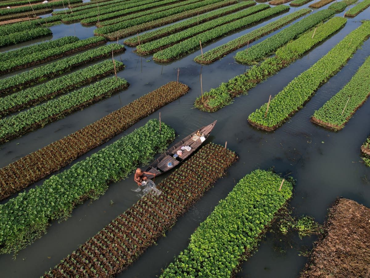 Bangladesh farmers revive floating farms to fight… Bangladesh farmers revive floating farms to fight…