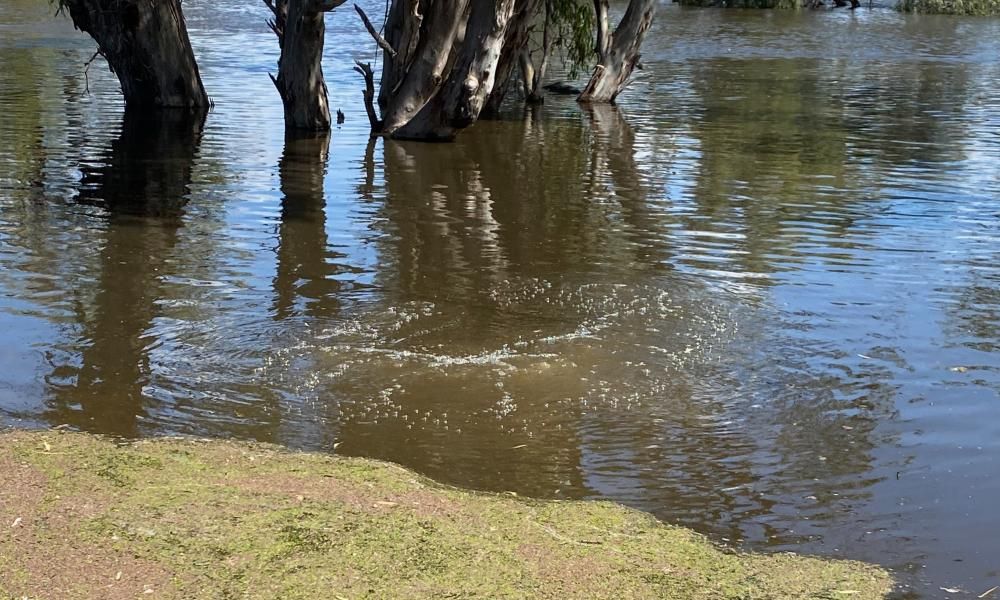The ‘silent killer’ of flooding: Murray River fish in…