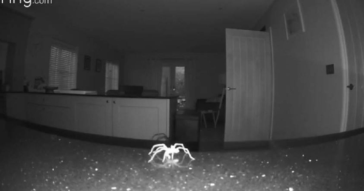 Ring camera captures 'huge' spider crawling along…