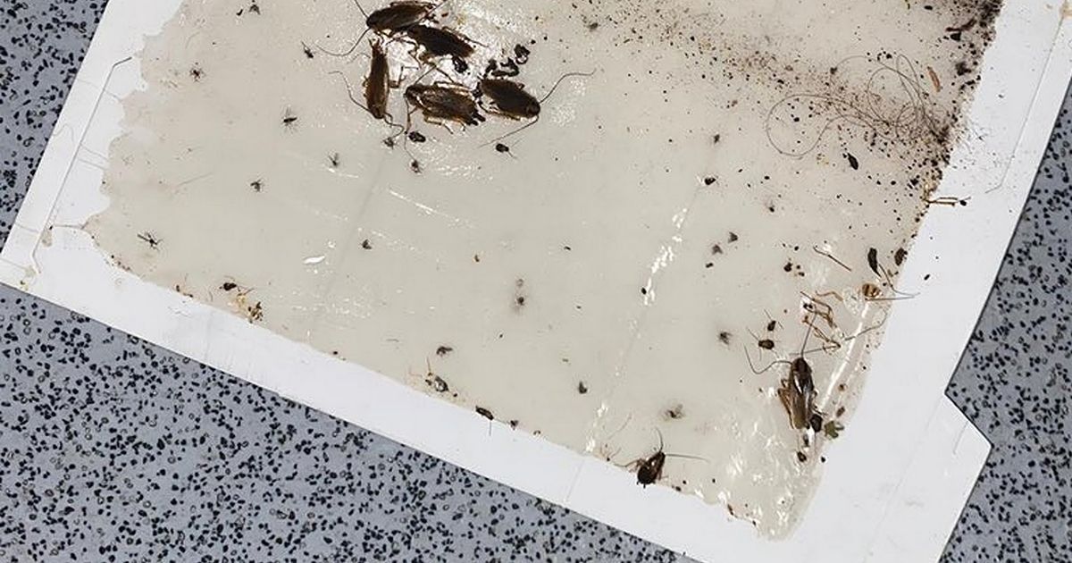 Bug splat survey shows ‘potentially catastrophic…