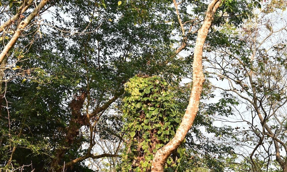 Can you spot the python ‘sitting on the throne’?