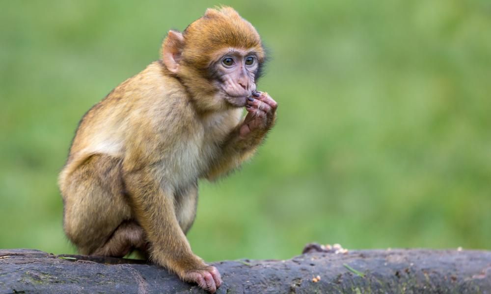 US public not warned that monkeys imported from…
