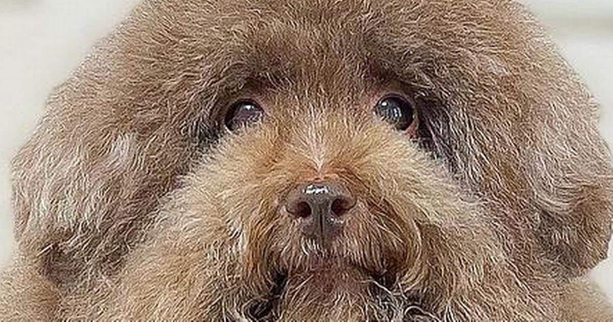 'My unusual-looking dog gets stopped by confused…