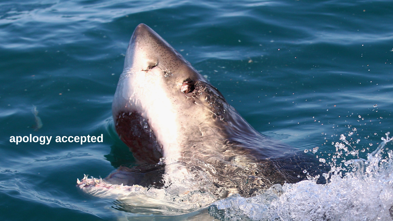 Steven Spielberg Feels Bad About How Jaws Impacted…