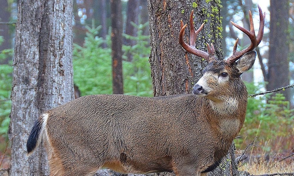 Deer poacher charged in ‘crime of opportunity’ using…