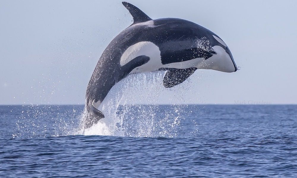 Stunning footage shows ‘way of the orca’ while…