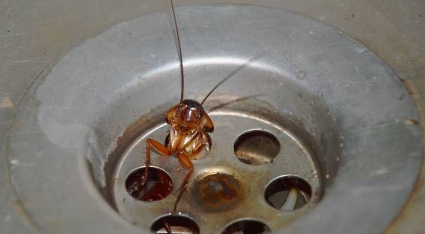 Irish cockroach infestations double as Dublin…
