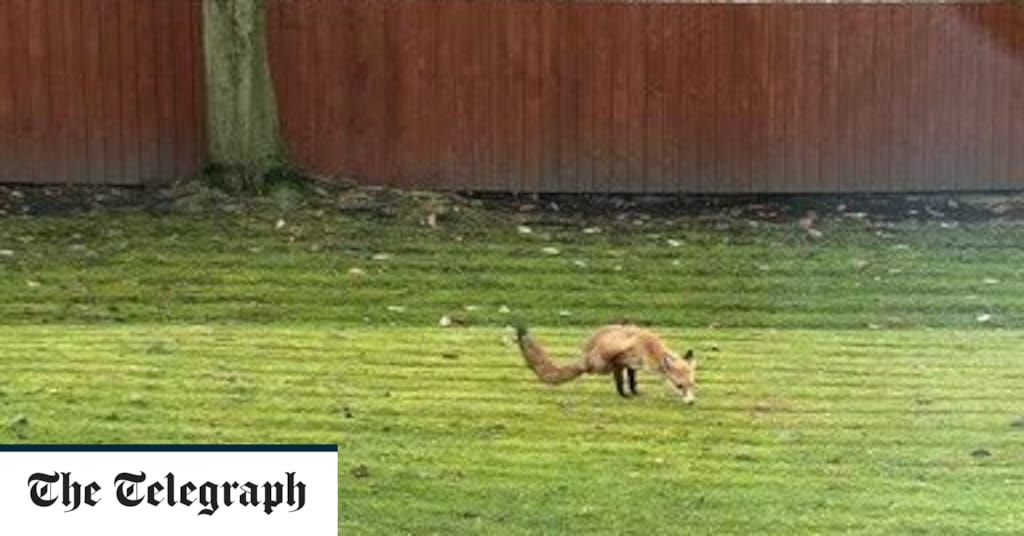 Watch: Two-legged fox darts through couple's garden…
