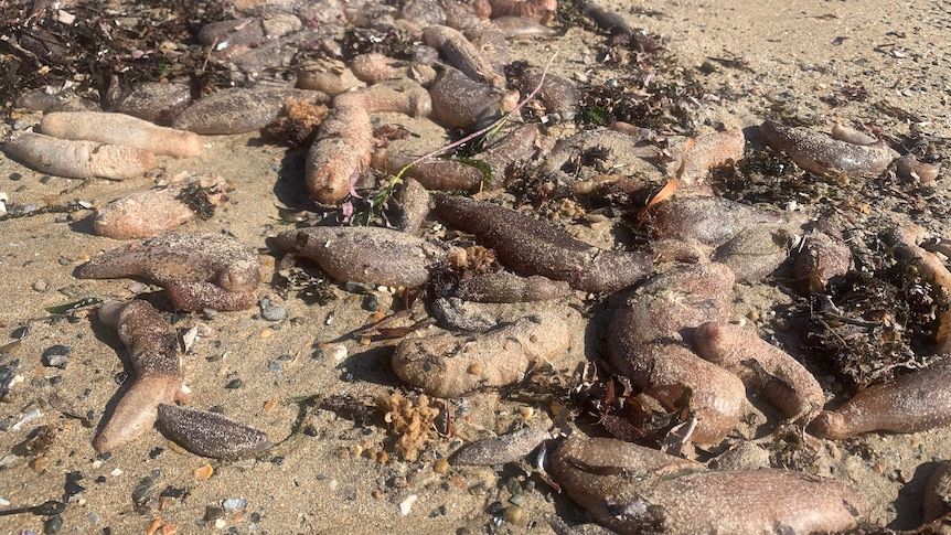 Dead marine life washes onto south coast beaches near…