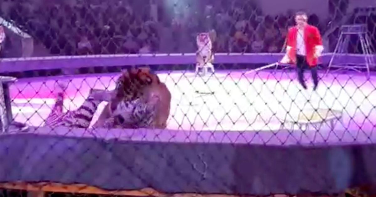 Brutal tiger fight breaks out at circus in front of…
