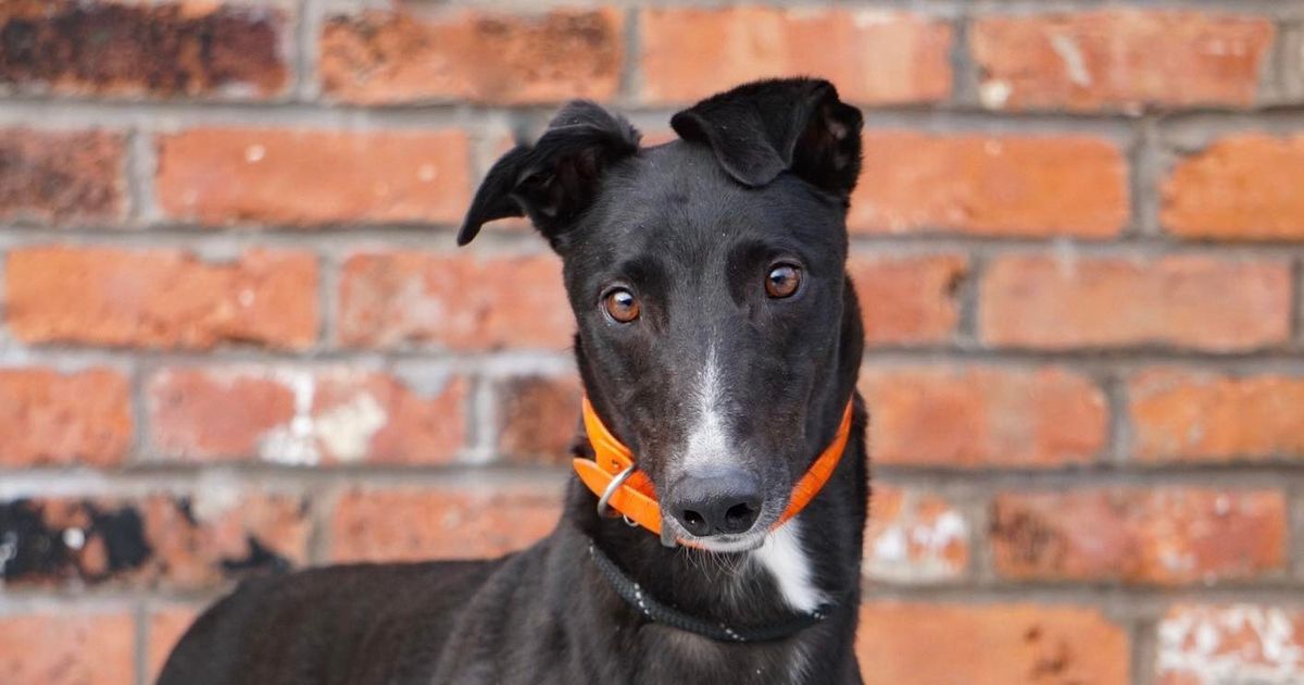New year, new home? 11 gorgeous greyhounds looking for…