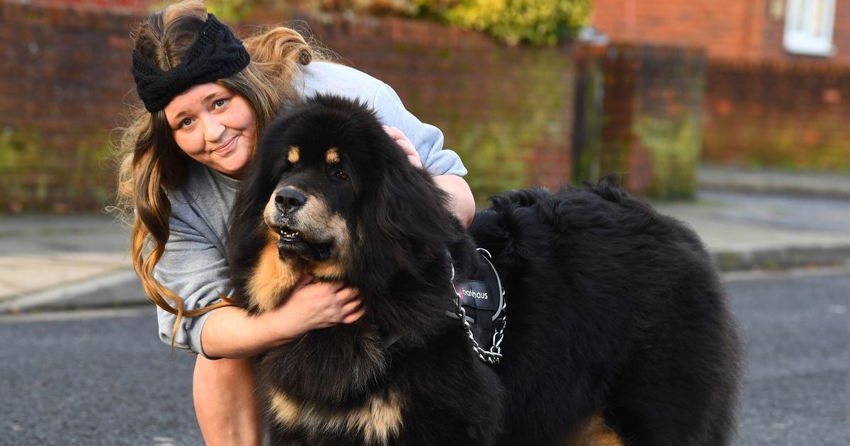 Mum's pet pooch so big it's dubbed 'Scouse Lion' and…