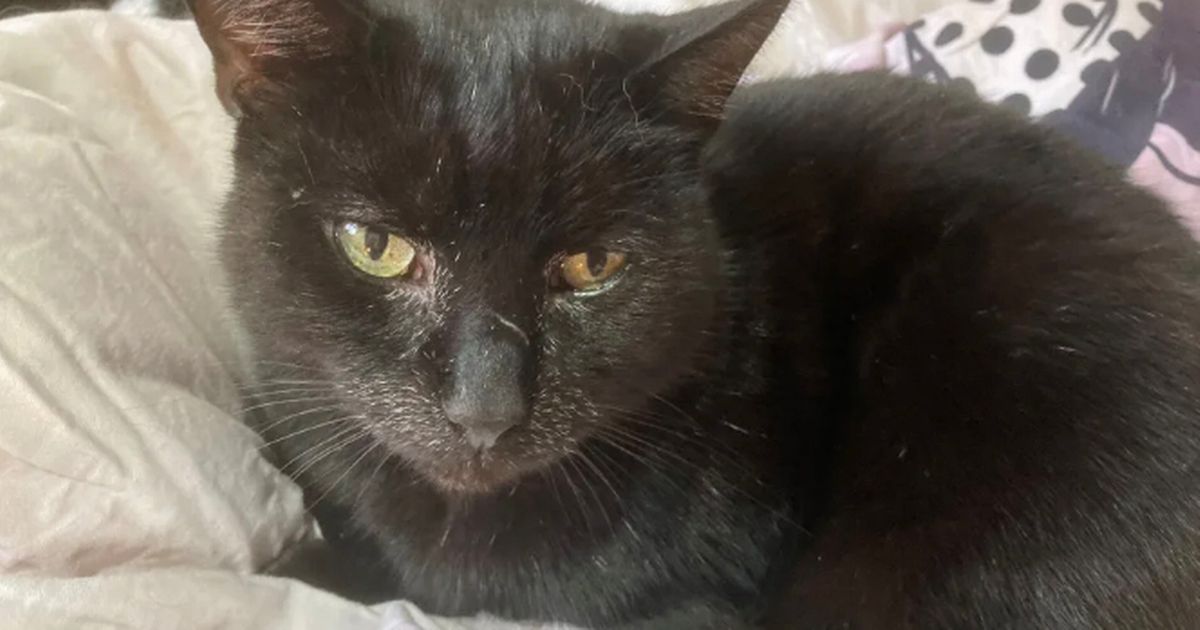 Cat named Ricky Gervais who repeatedly saved owner's…