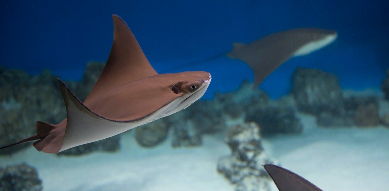 Are stingrays actually dangerous? 3 reasons you…