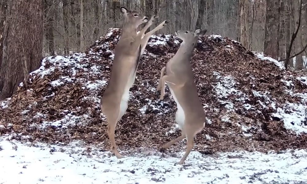Watch: Are these deer getting high on grass? No, on…