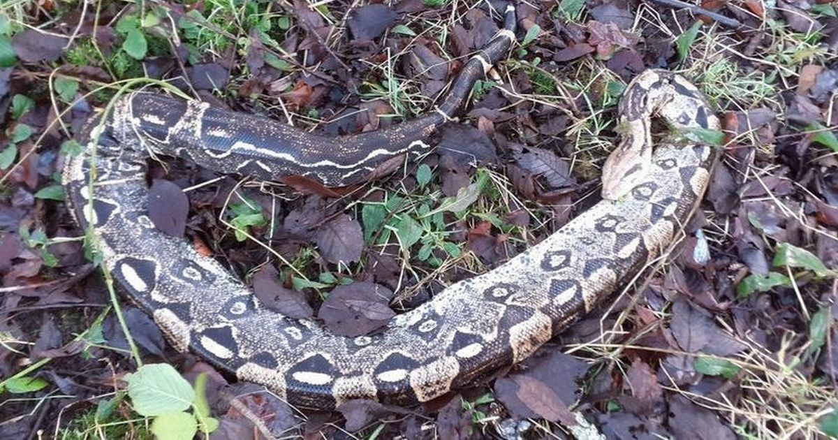 Three huge boa constrictor snakes found dumped…