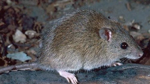 'Millions' of native rats invade North Queensland…