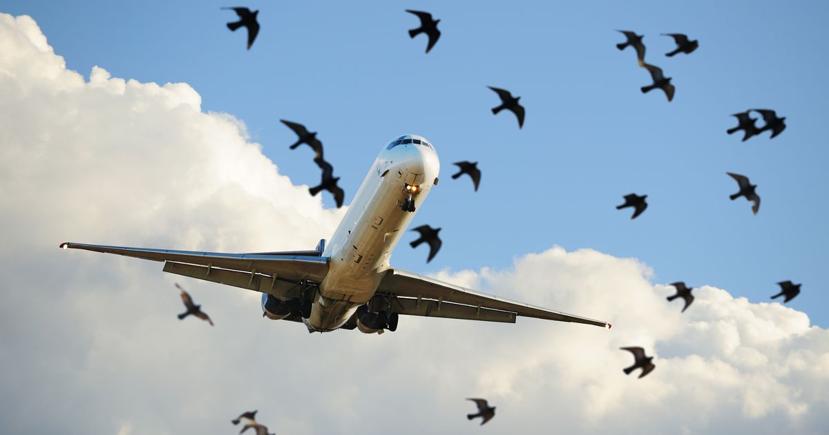 Pilot manages to land safely after bird smashes into…