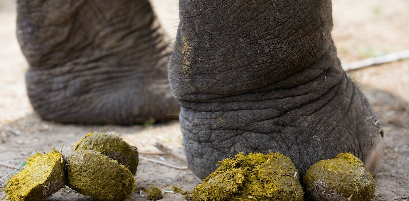 Ancient poop offers unusual insight into animal…