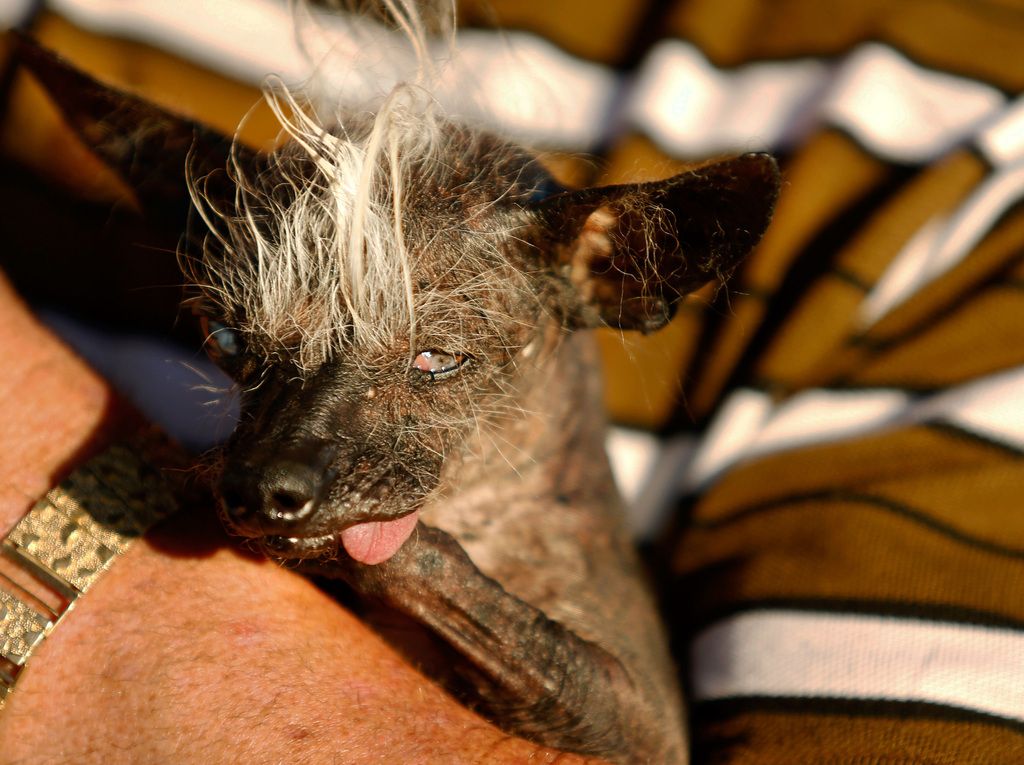 Sweepee Rambo named world's ugliest dog