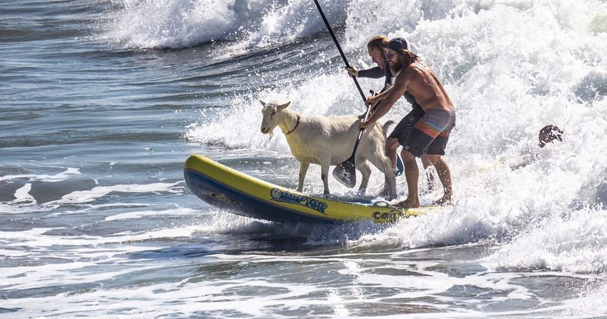 Extreme surfing goats can teach you how to ride the…