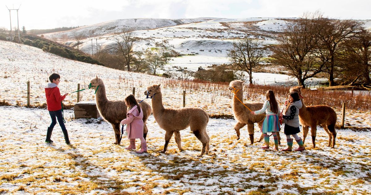 New alpaca trek experience launching in Ayrshire this…