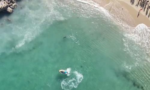 Sydney shark attack: beaches in north closed after…
