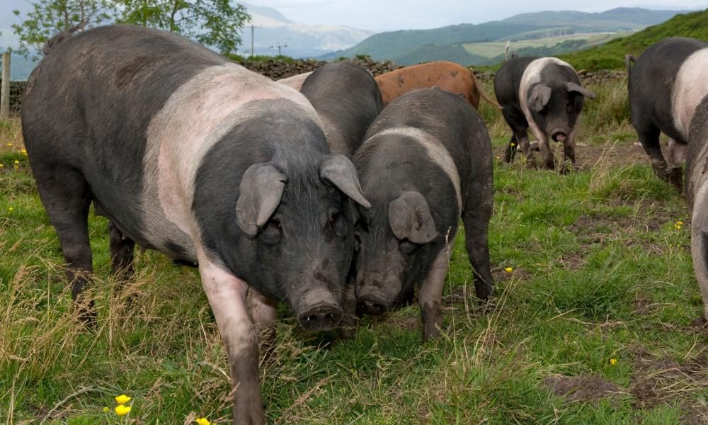 Endangered foods: why our diet is narrower than ever