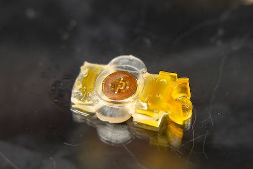 This biohybrid robot walks using lab-grown mouse…