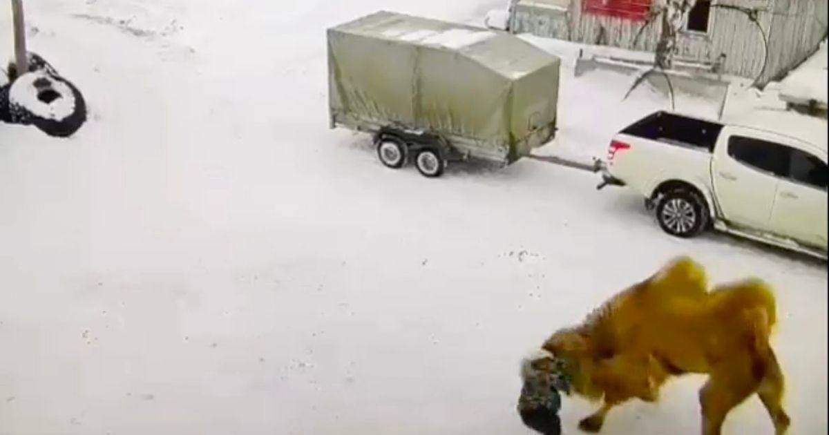 Furious camel bites and tramples man to death after…