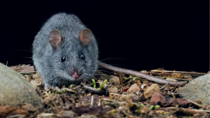 NSW government stops short of banning 'cruel' animal…