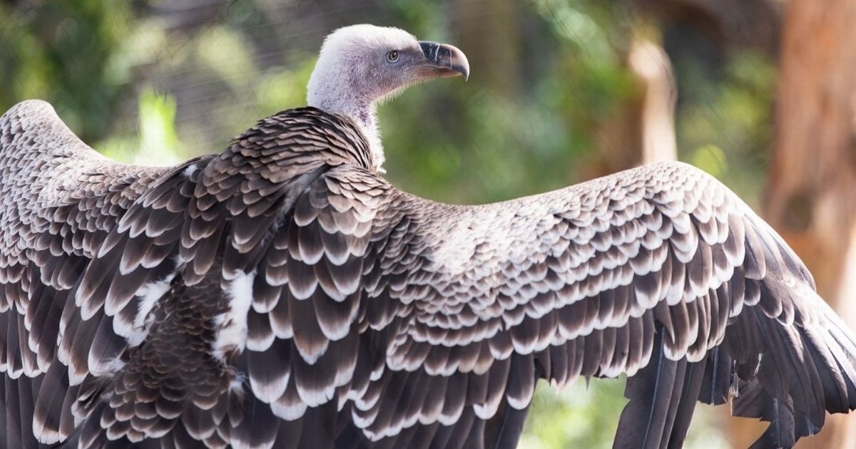 Disturbing Dallas zoo mystery of 'suspicious' vulture…