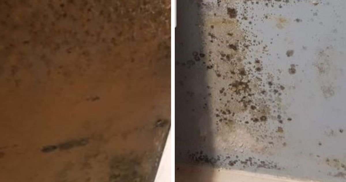 Black mould in 'disgusting' flat makes seven-year-old…