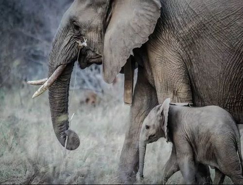 Researchers Discover Elephant Extinction Could Have…