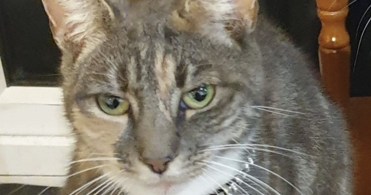 Devastated woman faces a £9,000 bill after her cat was…