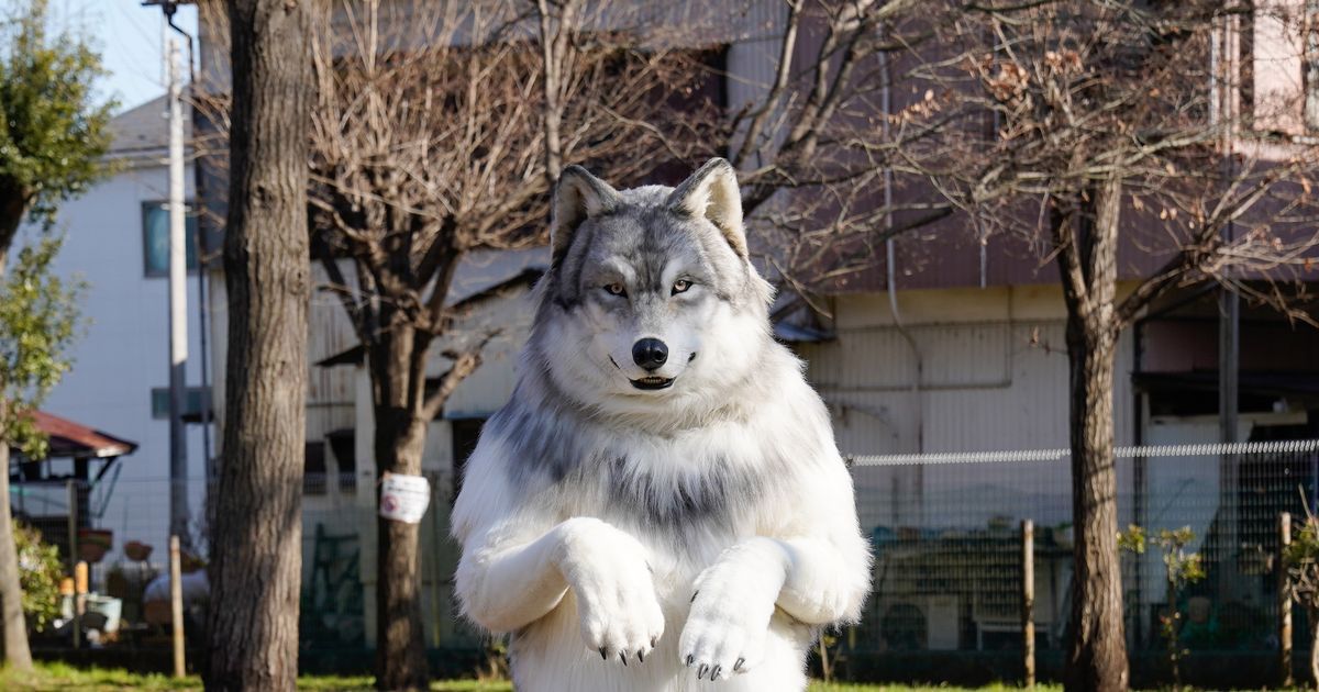 Man who spent £19,000 to 'become a wolf' just wants to…