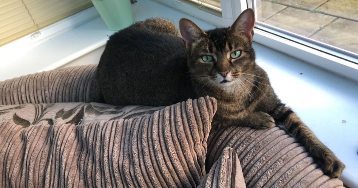 Mum left distraught as home burns down and family cat…