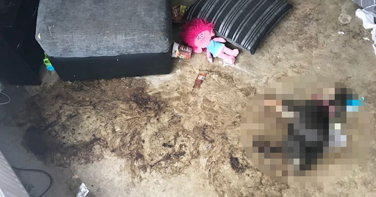 Dead puppy found in flat 'surrounded by children's…
