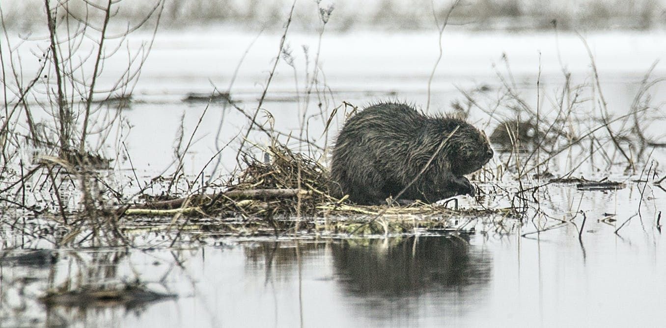 Beavers and oysters are helping restore lost…